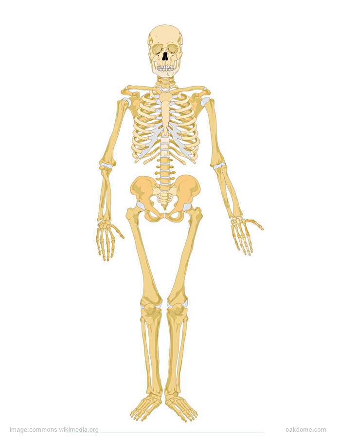 Label The Human Skeleton K 5 Computer Lab Label The Human Skeleton K 5 Computer Lab